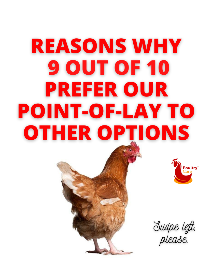 Point-of-Cage |12 & 14 Weeks Old – Poultrycare