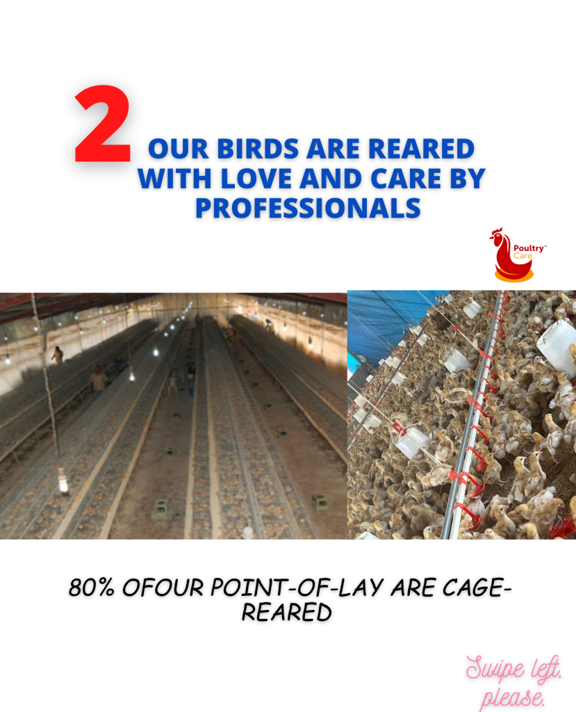 Point-of-Cage |12 & 14 Weeks Old – Poultrycare