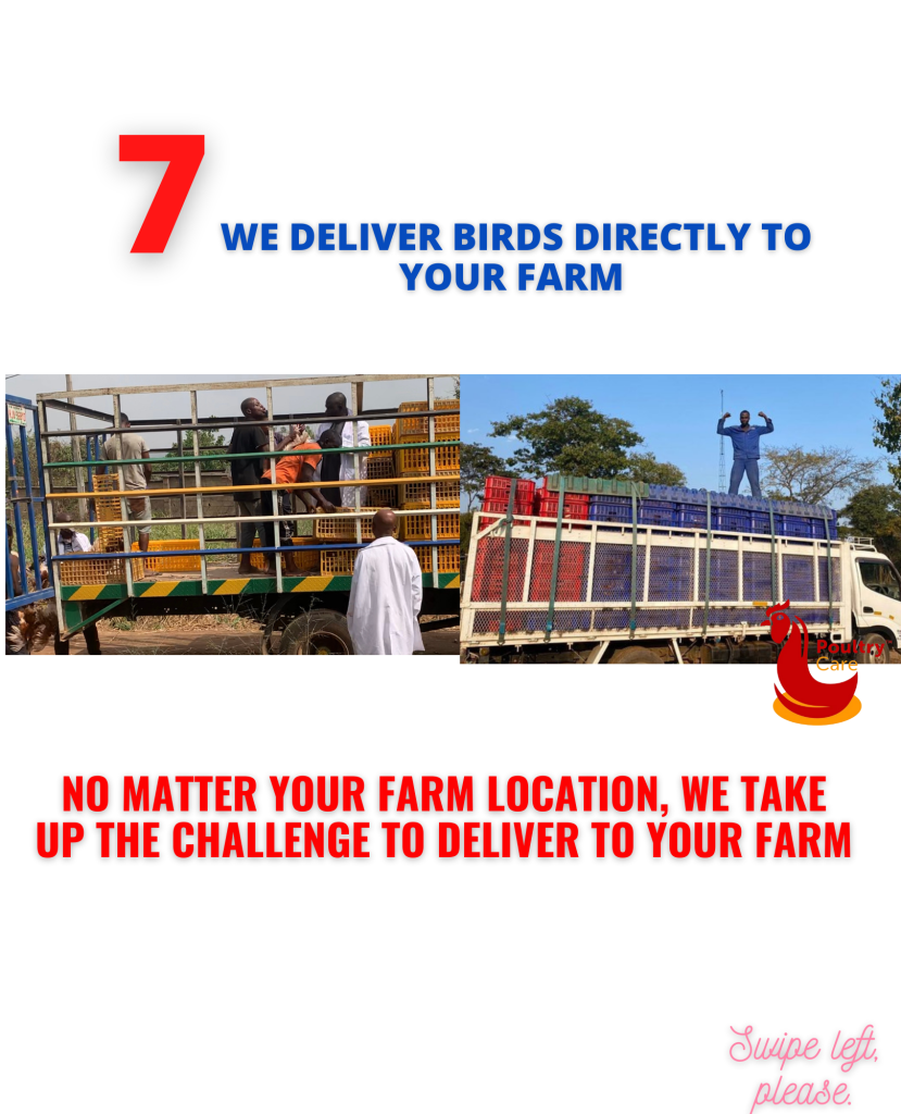 Point-of-Cage |12 & 14 Weeks Old – Poultrycare