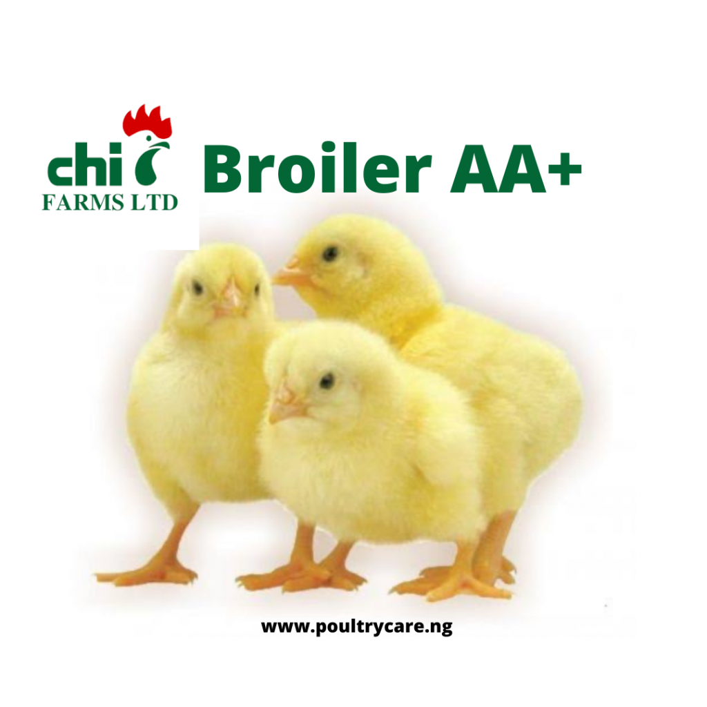 CHI BROILER I 51 PER CARTON I – Poultrycare